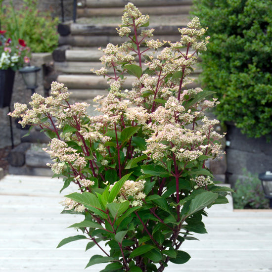 Hydrangea paniculata Torch™ - Hydrangée paniculée Torch™ – Jardineries ...