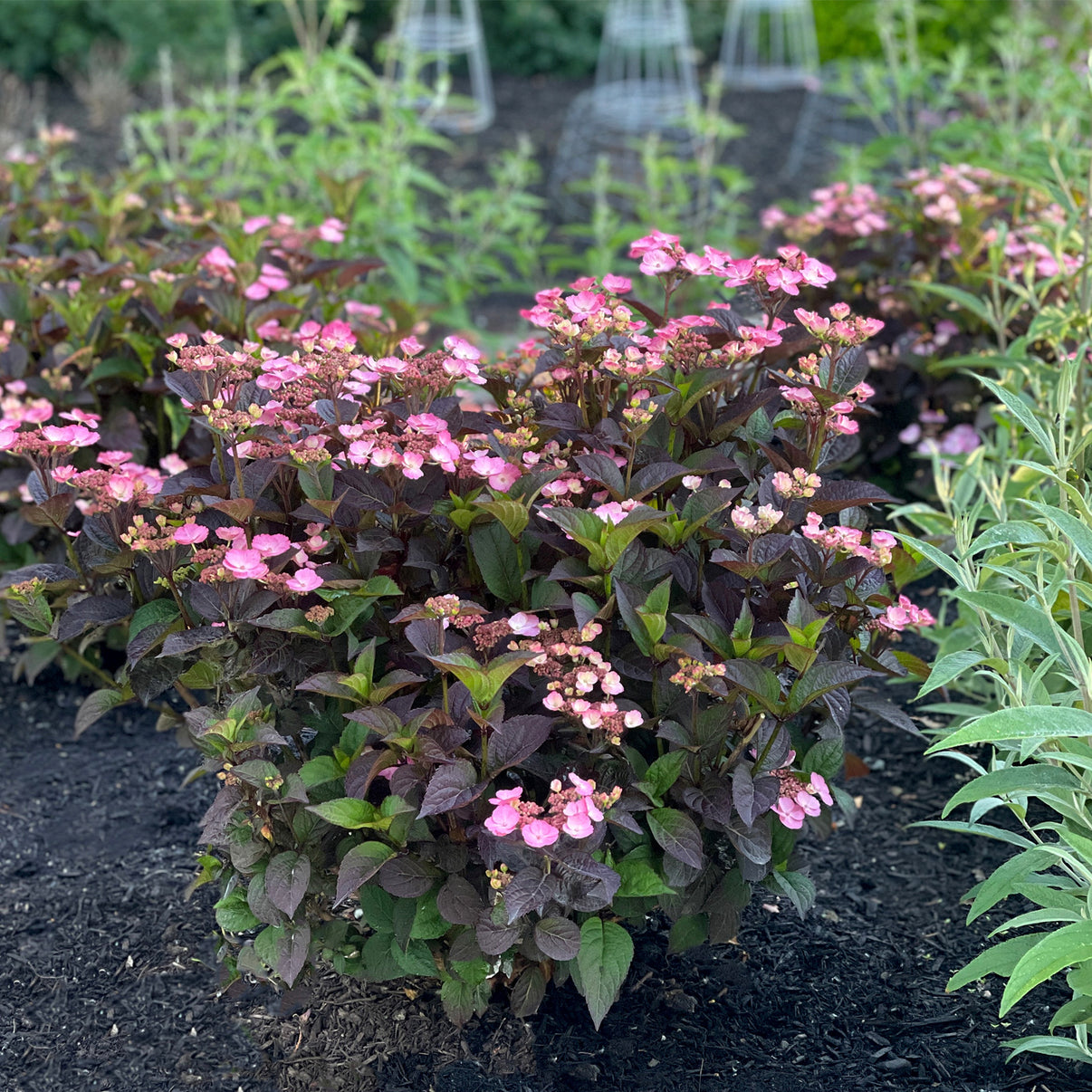 PINK DYNAMO™ Mountain Hydrangea – Jardineries Botanix