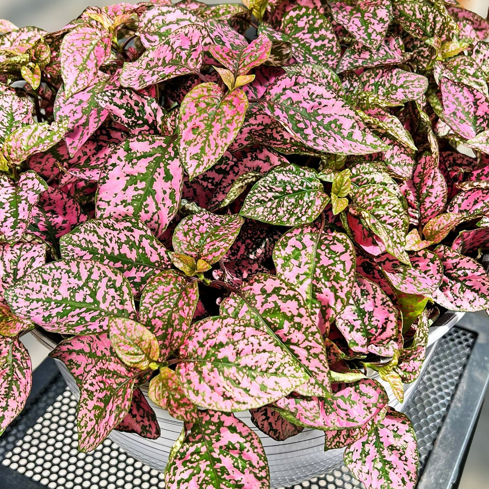 Polka Dot Lotty Dotty Pink – Jardineries Botanix