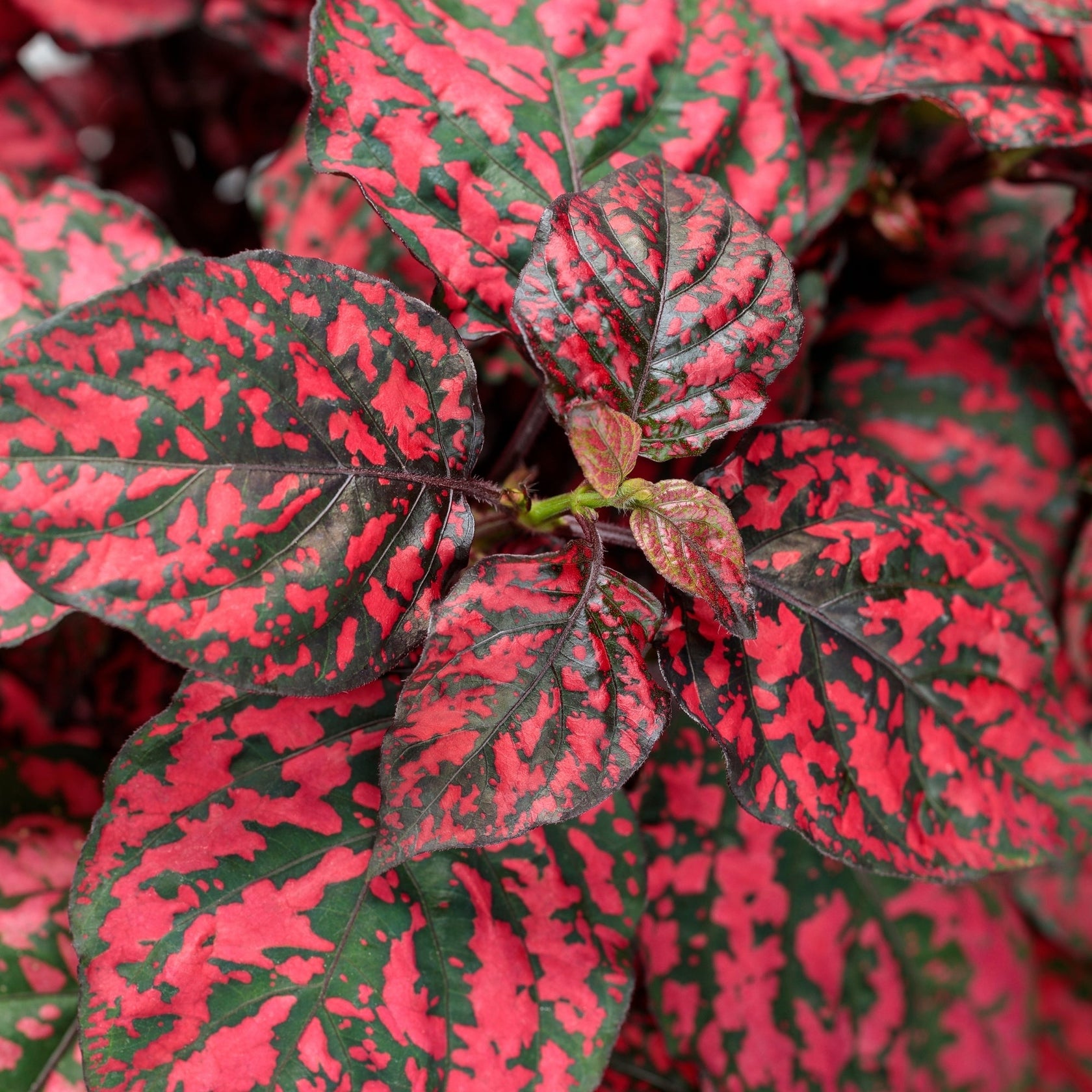 Polka Dot Lotty Dotty Red – Jardineries Botanix