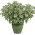 Polka Dot Lotty Dotty White – Jardineries Botanix