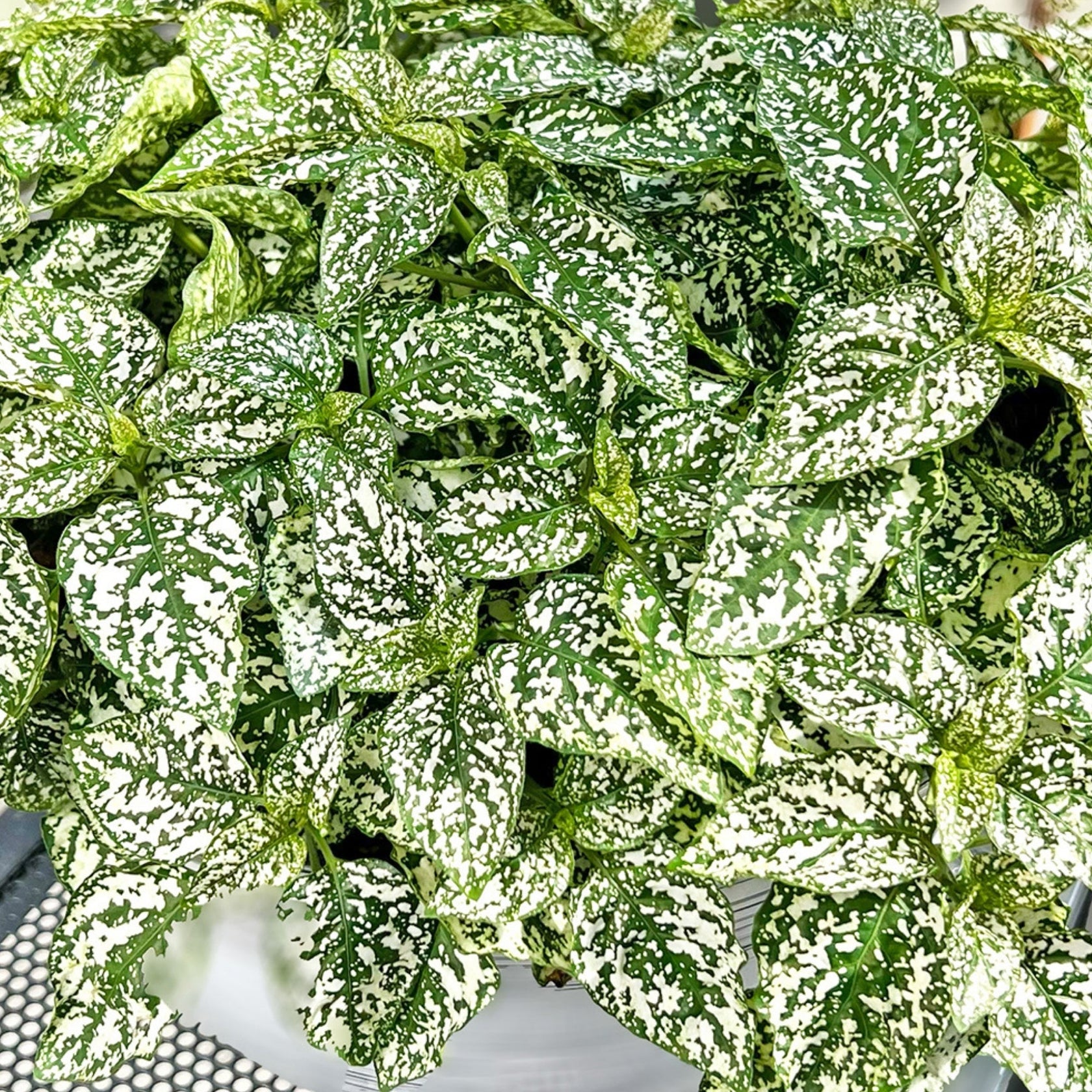 Polka Dot Lotty Dotty White – Jardineries Botanix