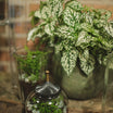 Polka Dot Lotty Dotty White – Jardineries Botanix
