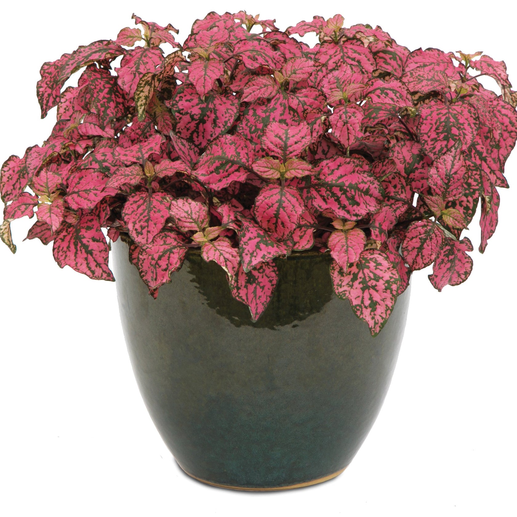 Hypoestes HIPPO Rose – Jardineries Botanix