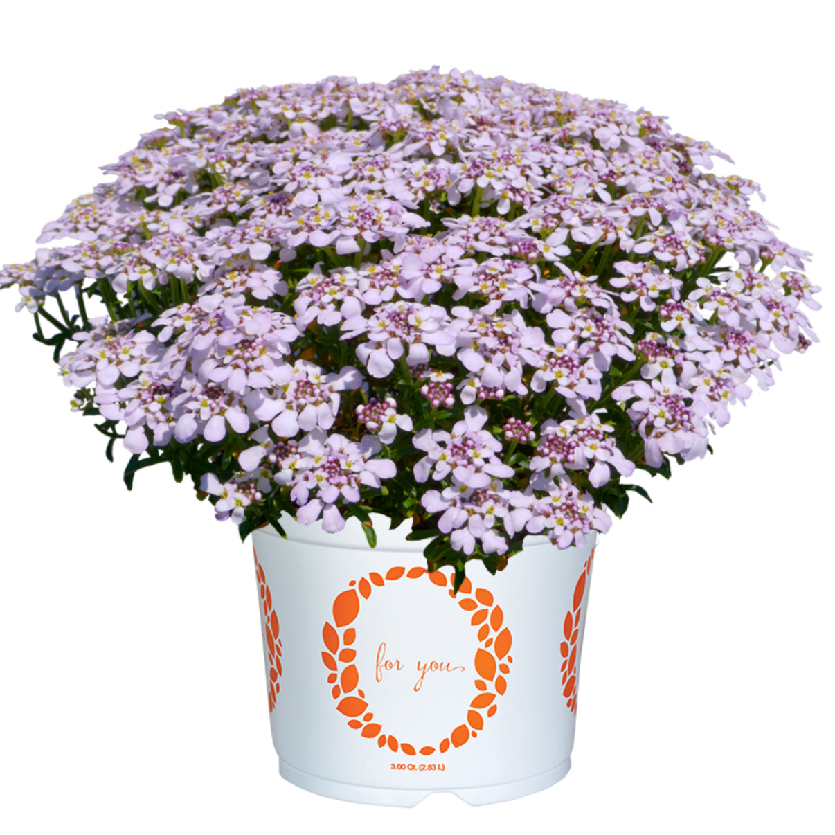 Iberis 'Candy Sorbet' | Tapis de Fleurs Roses | Corbeille d'Argent ...