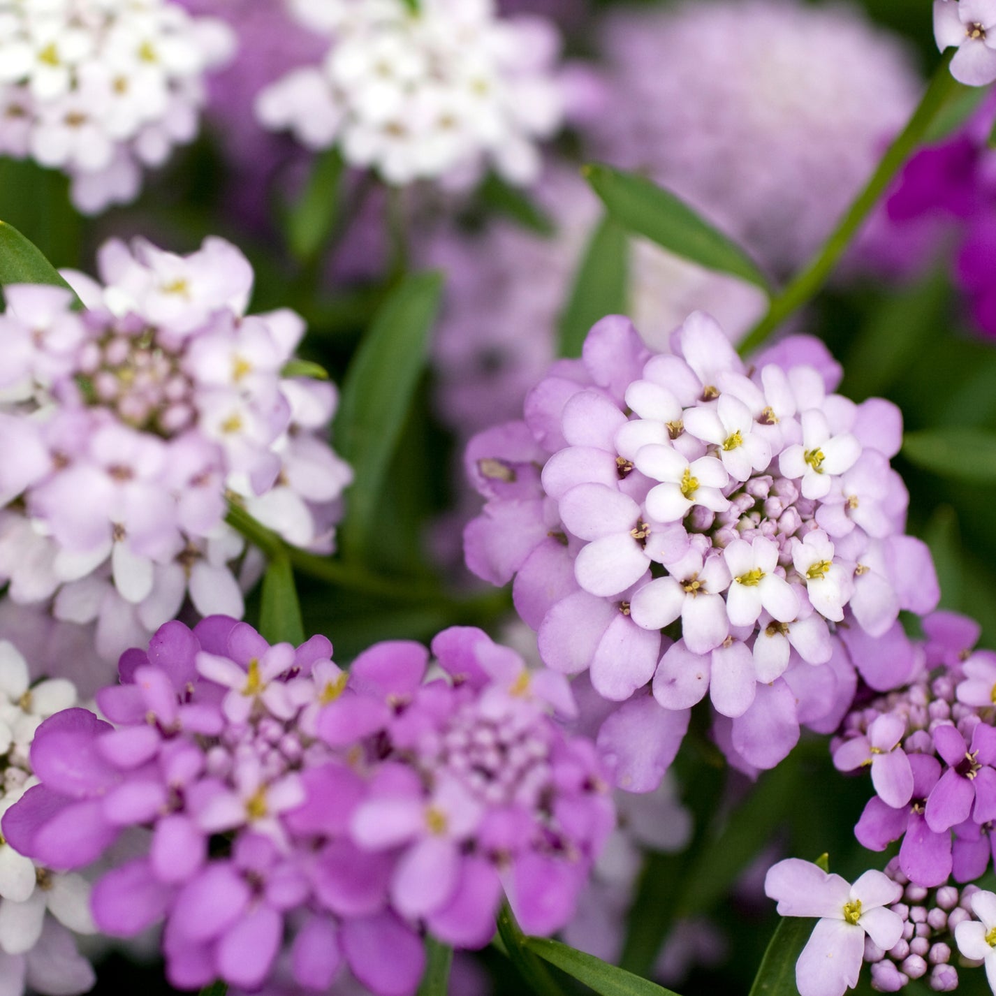 Iberis 'Candy Sorbet' | Pink-Flowering Groundcover | Candytuft ...