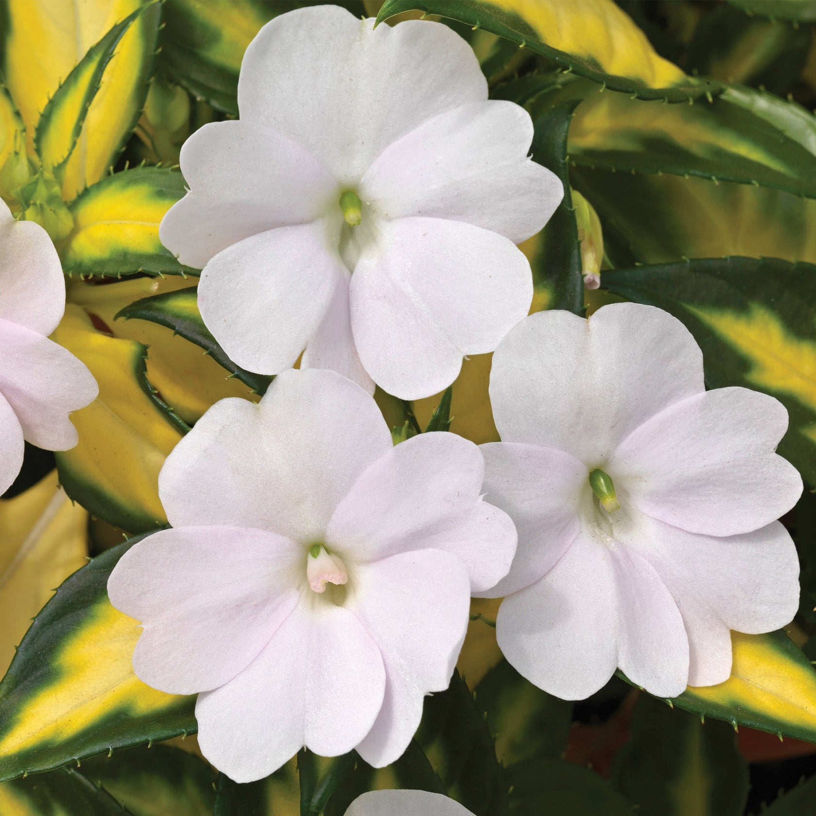 Impatiens SUNPATIENS® Vigorous Tropical White – Jardineries Botanix