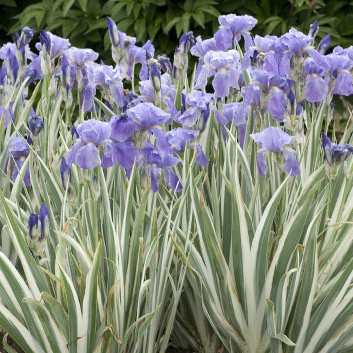 Iris panaché 'Argentea Variegata' – Jardineries Botanix