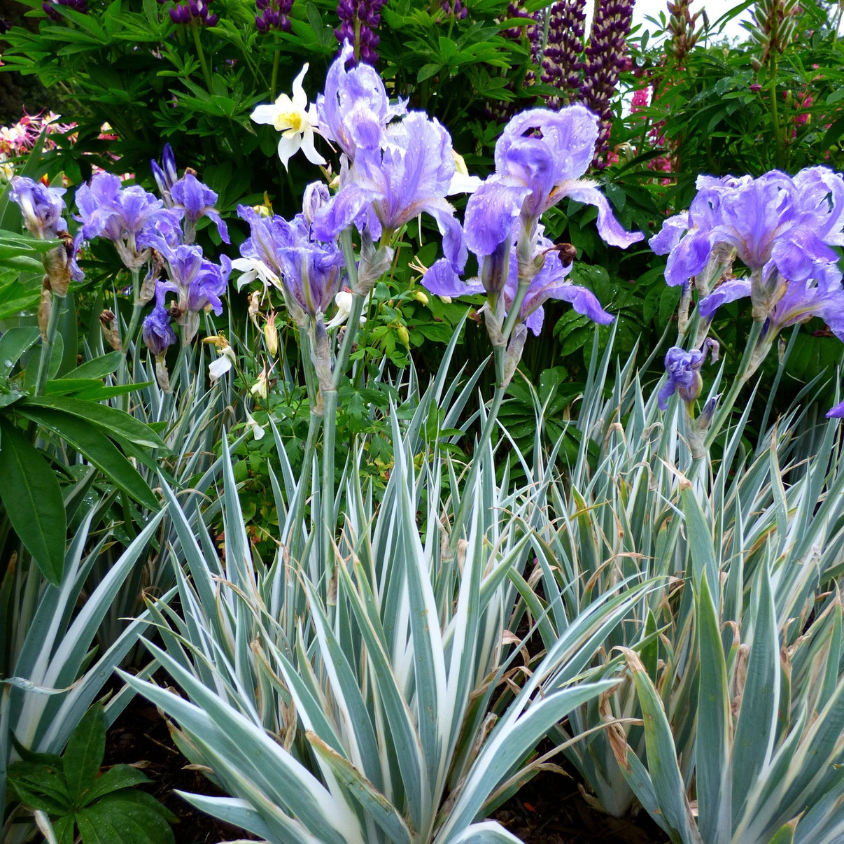 Argentea Variegata' Iris – Jardineries Botanix