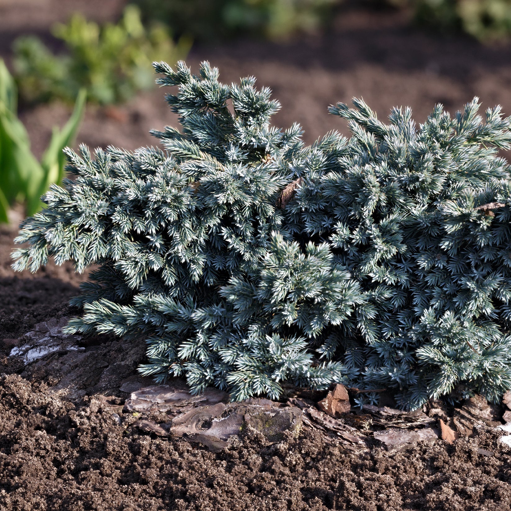 Blue Star' Singleseed Juniper – Jardineries Botanix
