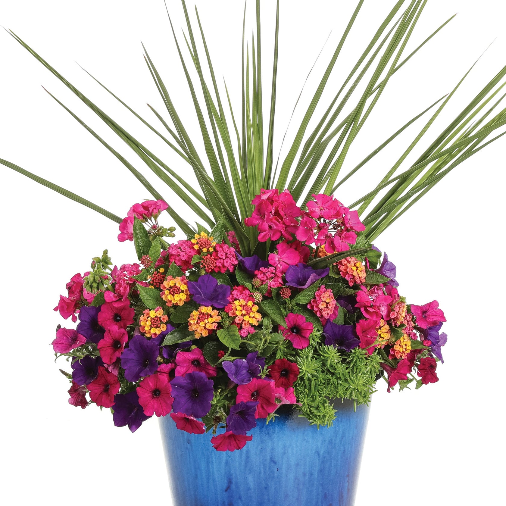 Lantana LUSCIOUS® Royal Cosmo – Jardineries Botanix