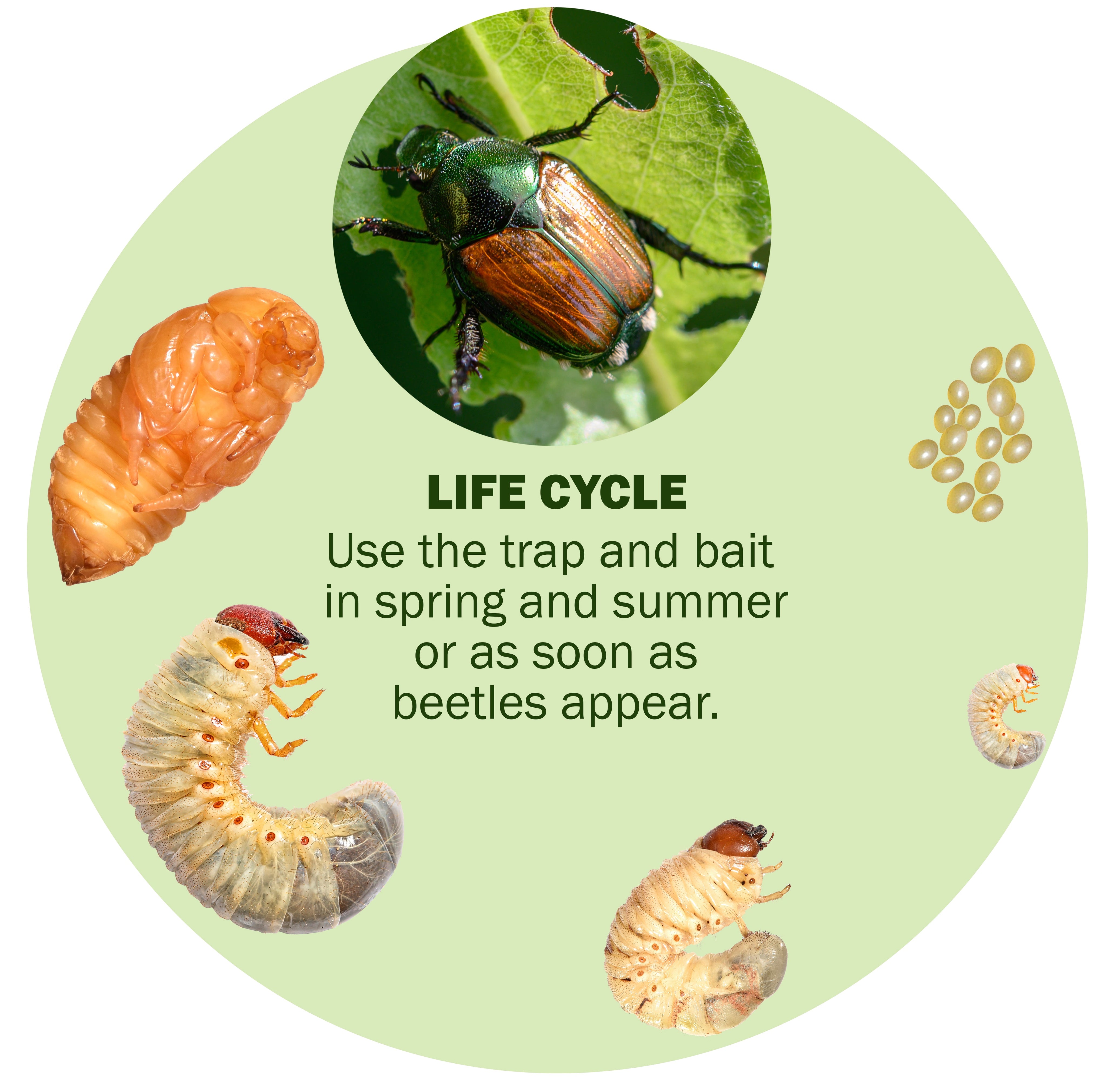 BIOPROTECT Japanese Beetle Trap - Eco-Friendly Solution – Jardineries ...
