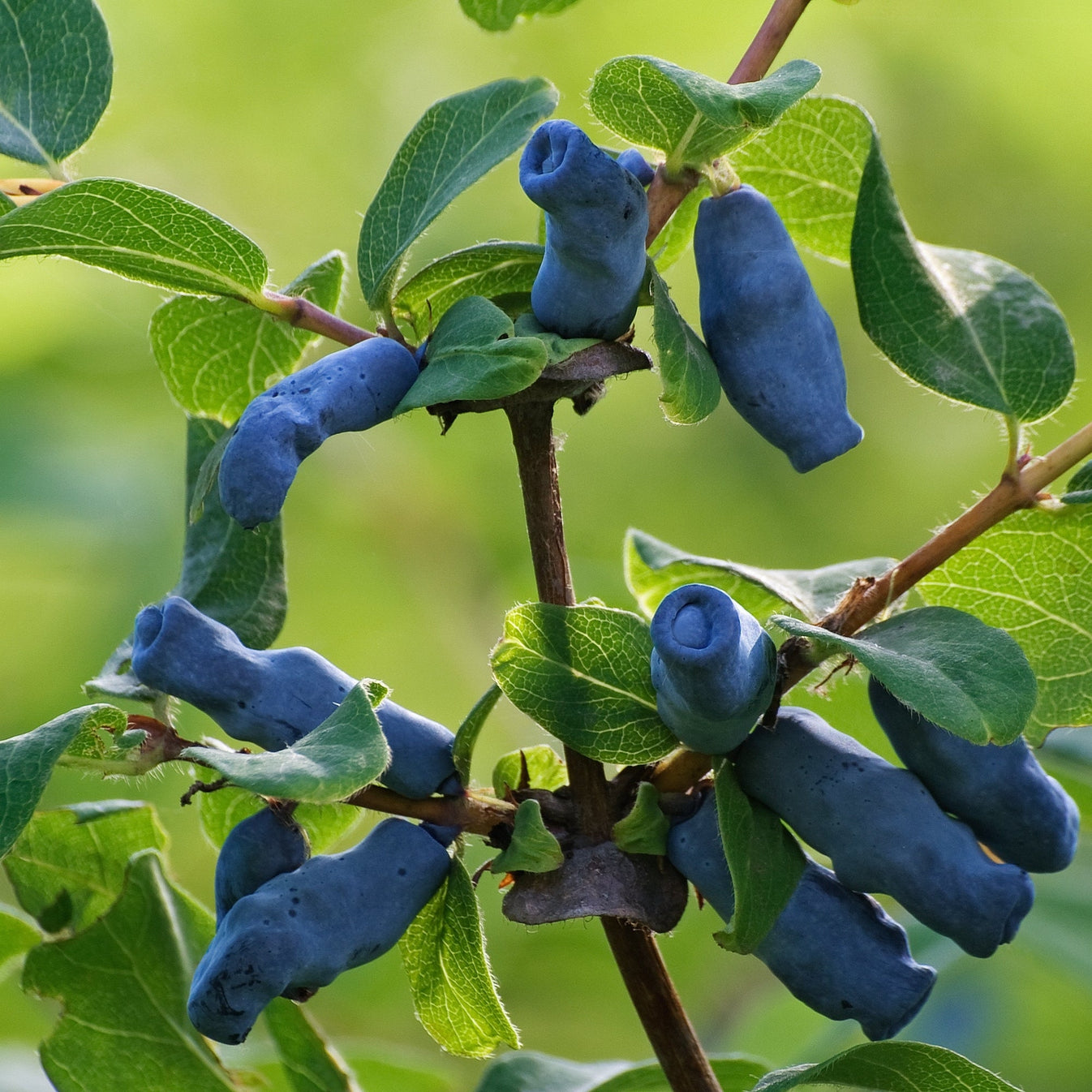 Camerise 'Berry Blue' - Fruits savoureux et facile à cultiver | Botanix ...