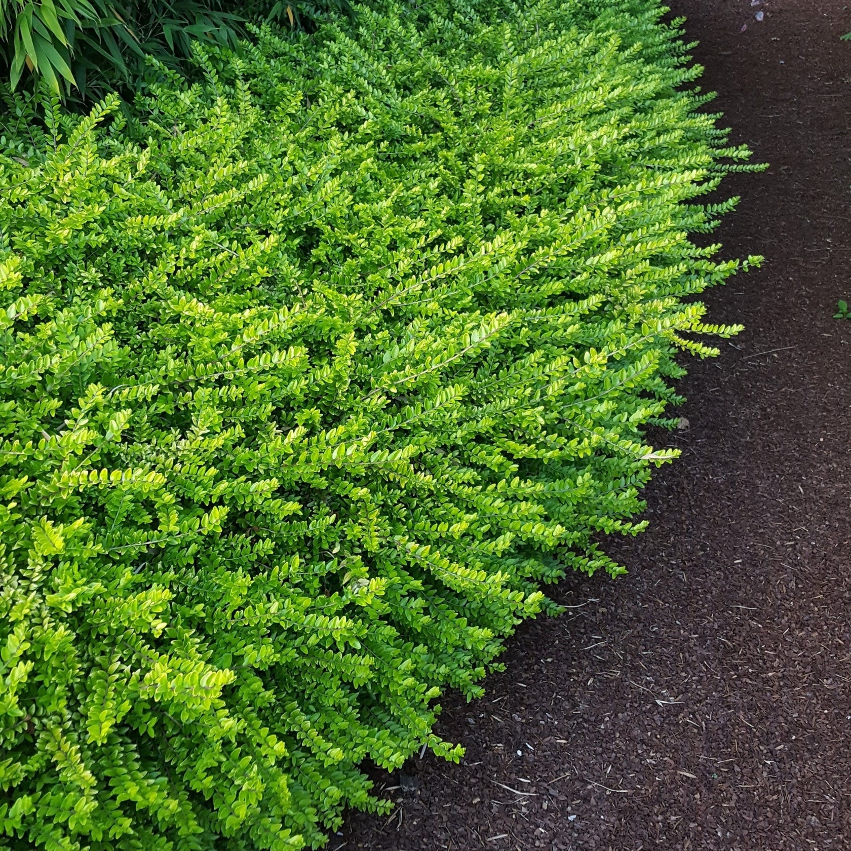 THUNDERBOLT® Box Honeysuckle – Jardineries Botanix