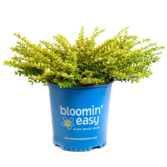 THUNDERBOLT® Box Honeysuckle – Jardineries Botanix