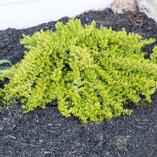 THUNDERBOLT® Box Honeysuckle – Jardineries Botanix