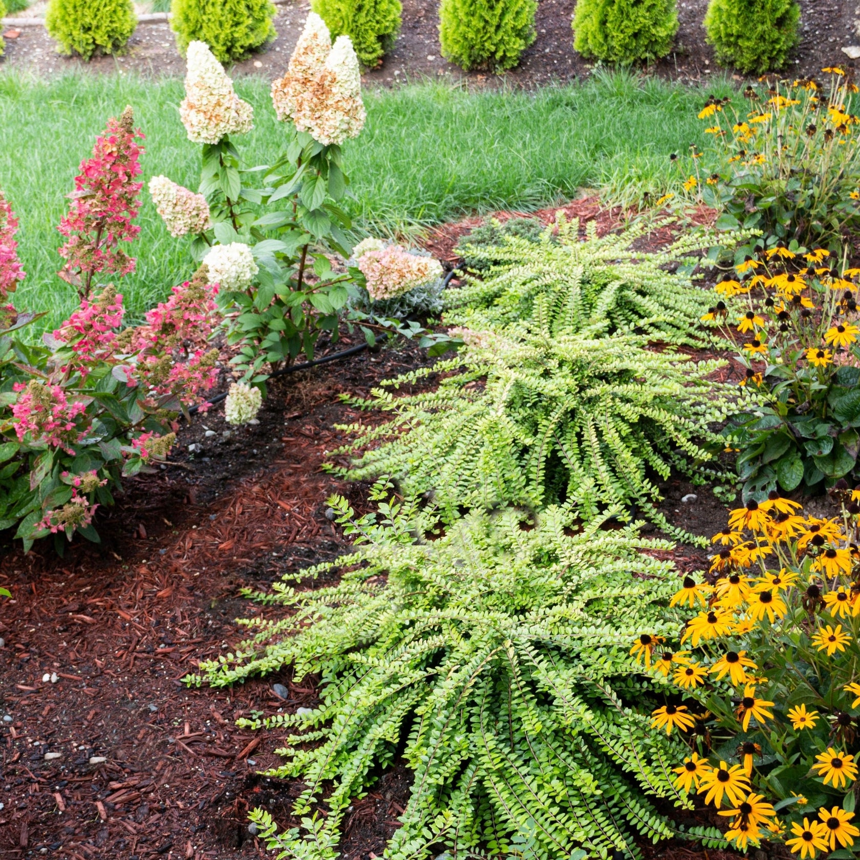 THUNDERBOLT® Box Honeysuckle – Jardineries Botanix