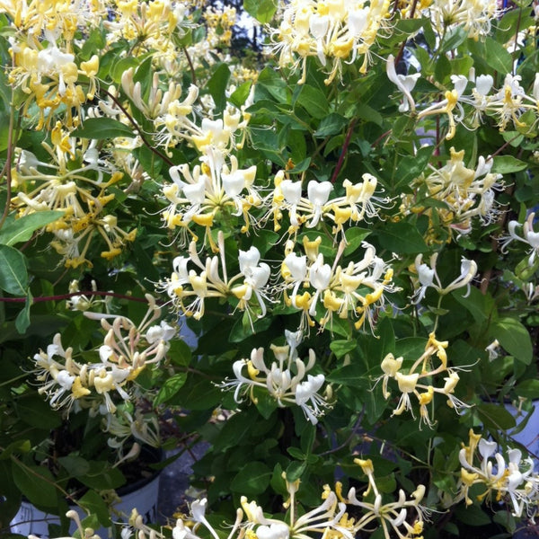 Chèvrefeuille Grimpant 'Scentsation' – Jardineries Botanix