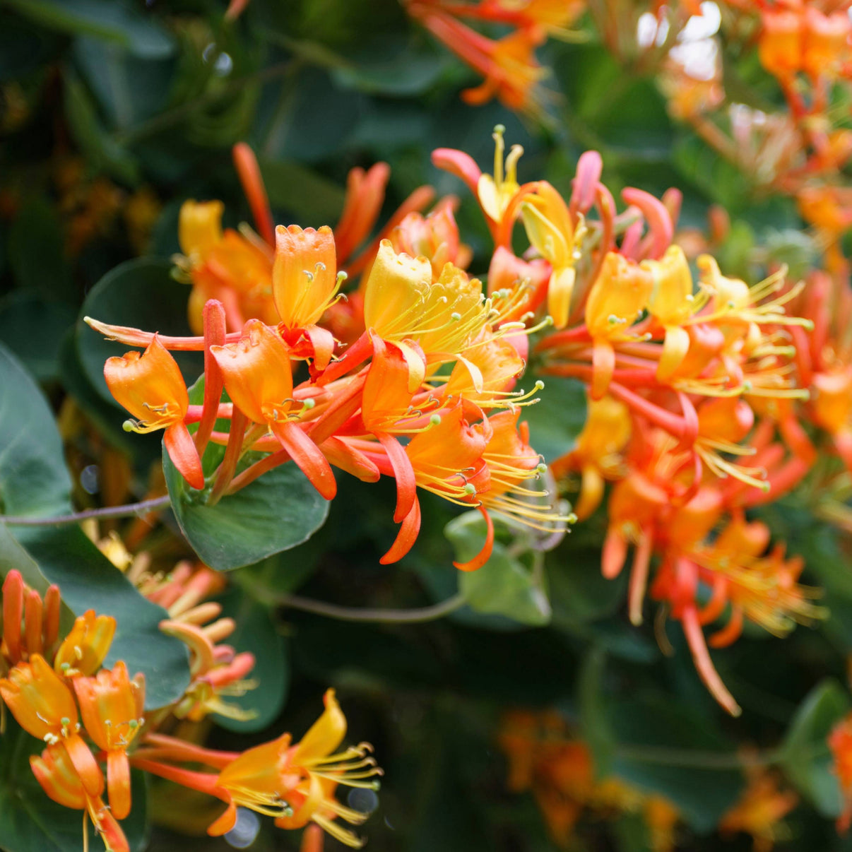 Mandarin Honeysuckle | Orange-Flowered Climbing Vine | Lonicera x ...