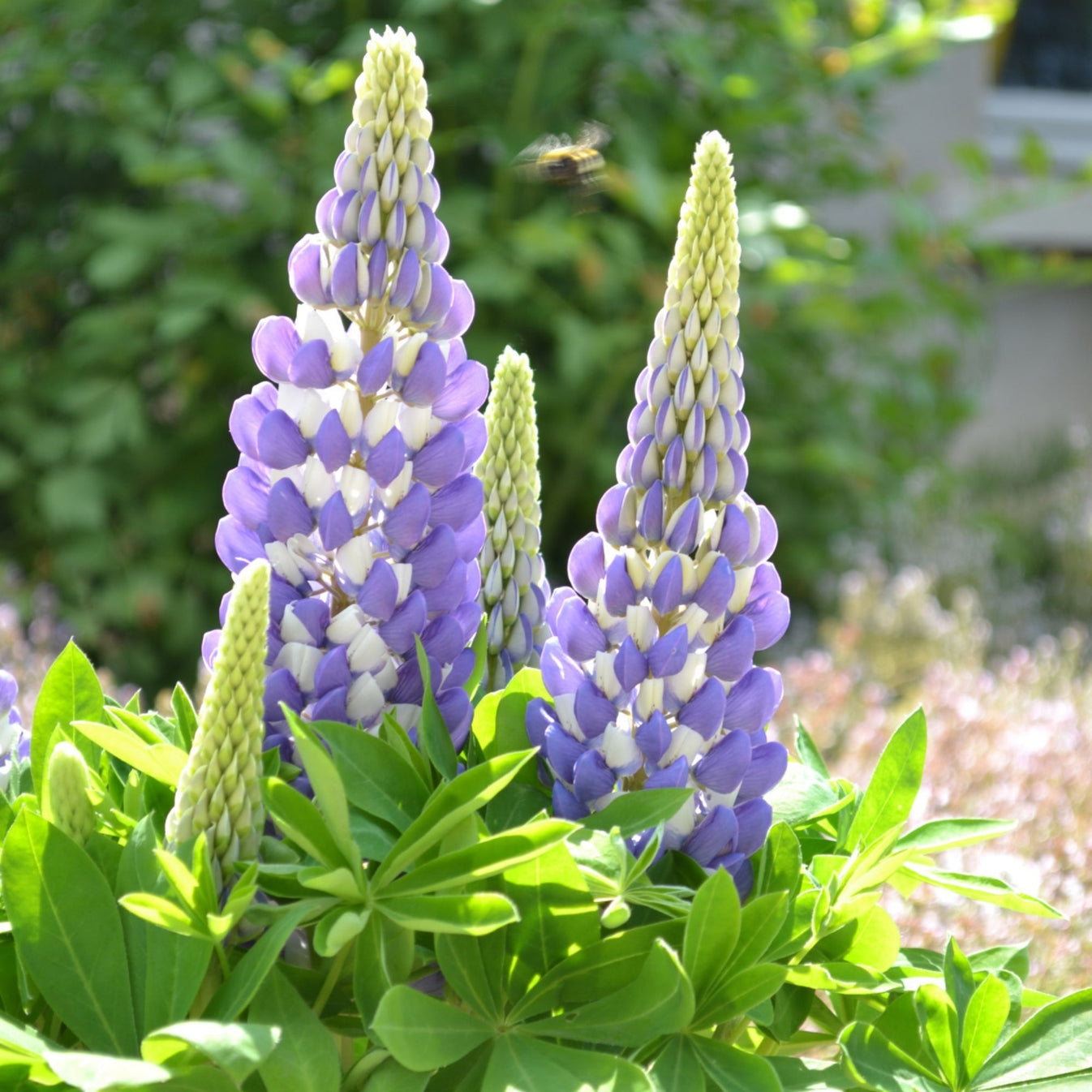 MINI GALLERY™ Blue Bicolor Lupine – Jardineries Botanix