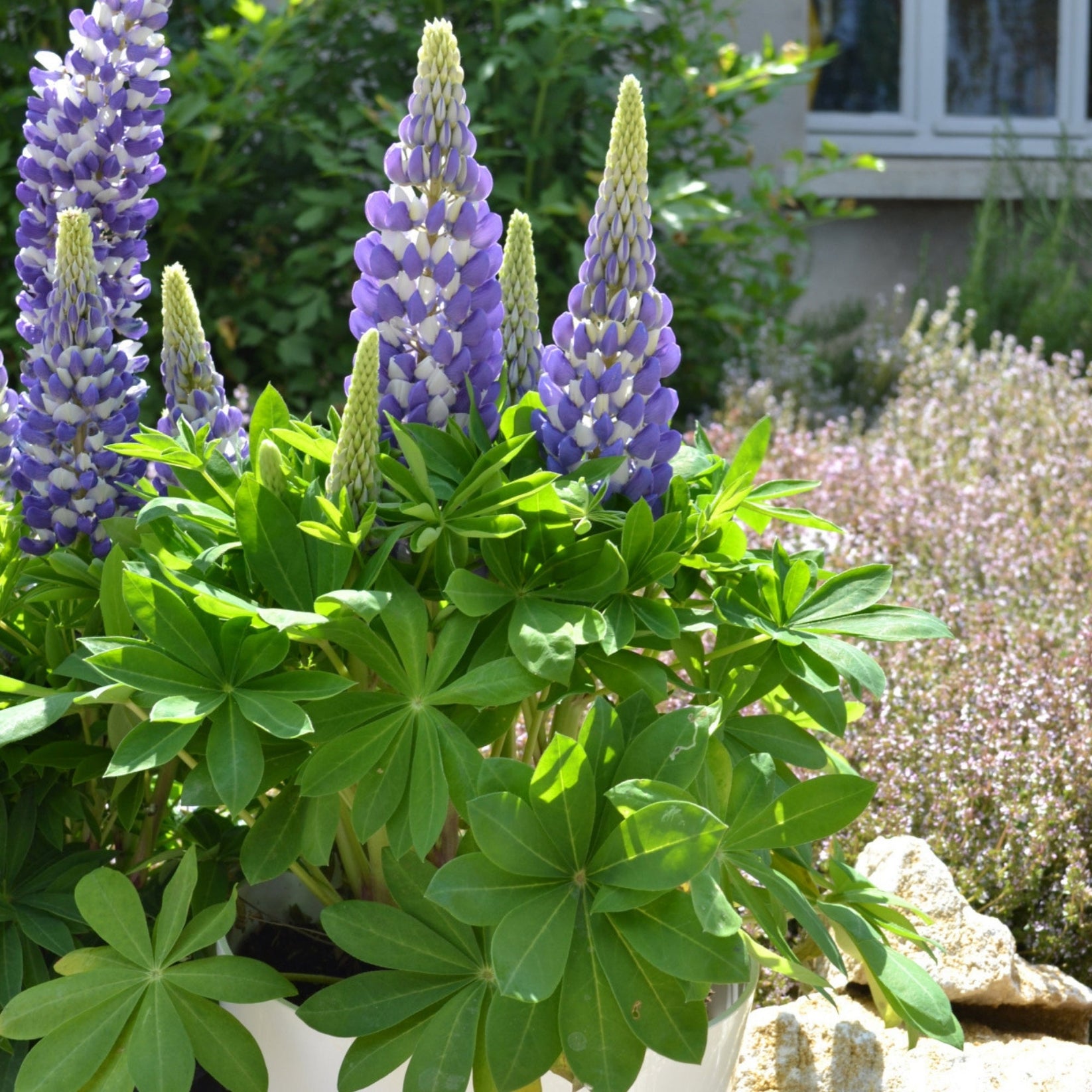 MINI GALLERY™ Blue Bicolor Lupine – Jardineries Botanix
