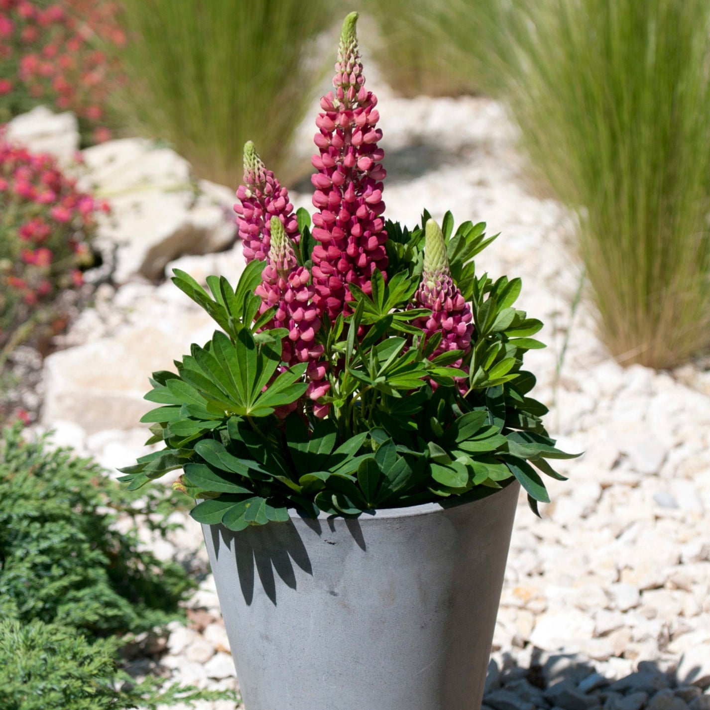 Lupin MINI GALLERY™ Red – Jardineries Botanix
