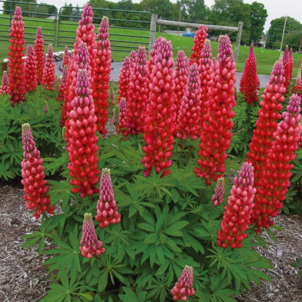 Lupin WEST COUNTRY™ Red Rum – Jardineries Botanix
