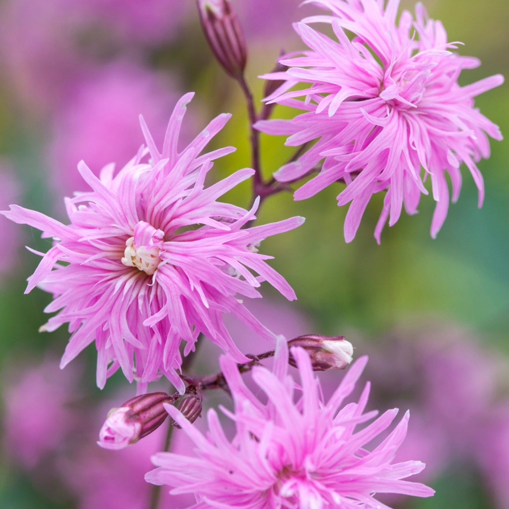 Lychnis flos-cuculi 'Petite Jenny' (Oeillet des prés) – Jardineries Botanix