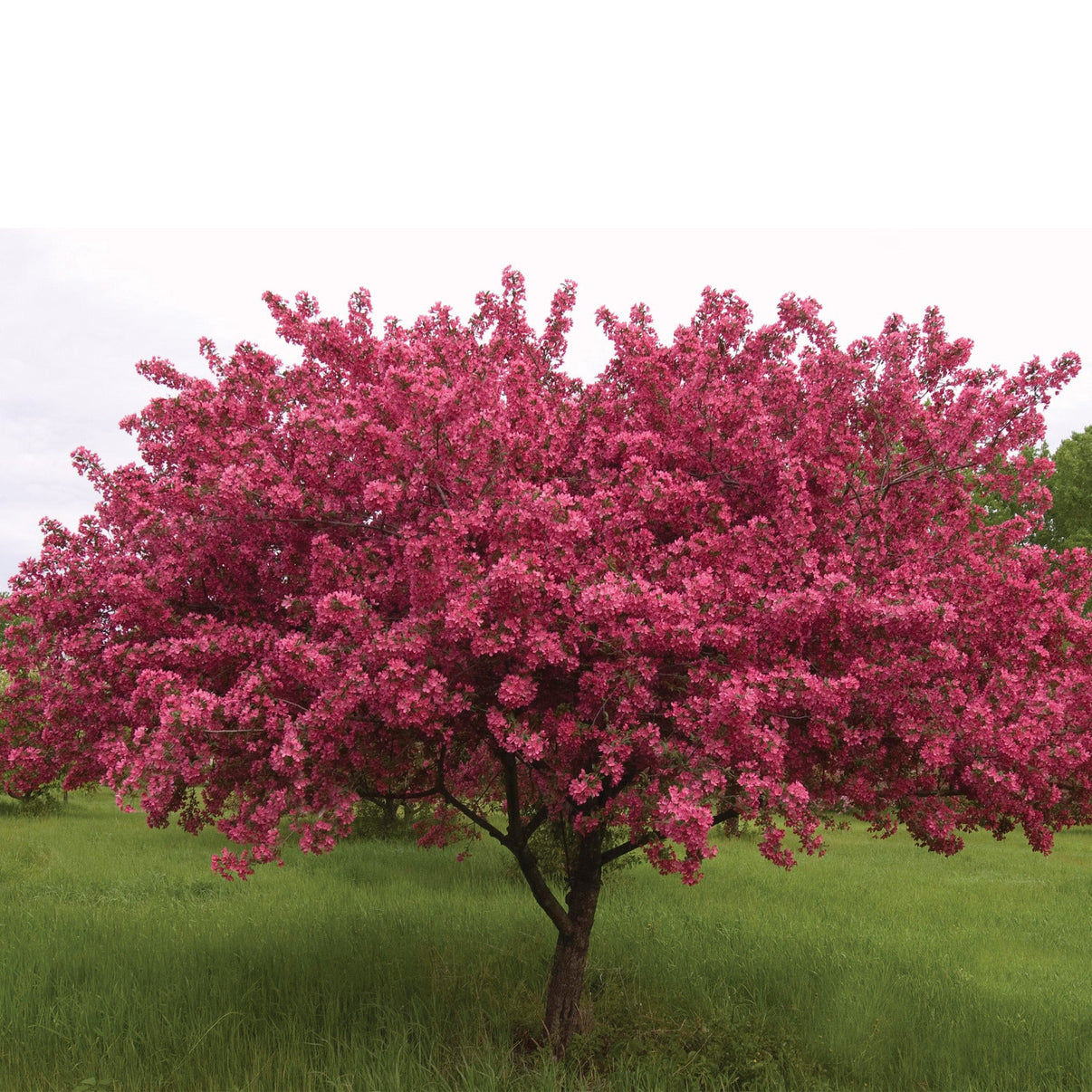 Pommetier ‘Prairifire’ | Une Explosion de Couleur Ignifuge | Arbres d ...