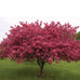 Pommetier ‘Prairifire’ | Une Explosion de Couleur Ignifuge | Arbres d ...