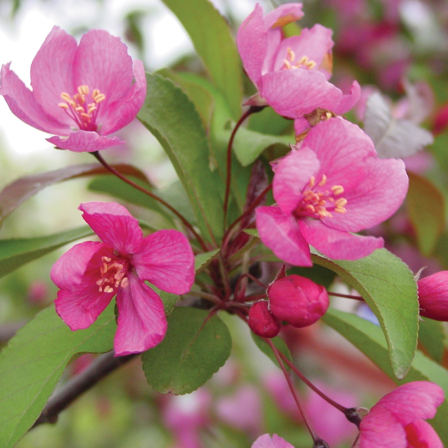 Pommetier ‘Prairifire’ | Une Explosion de Couleur Ignifuge | Arbres d ...