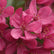 Pommetier ‘Prairifire’ | Une Explosion de Couleur Ignifuge | Arbres d ...