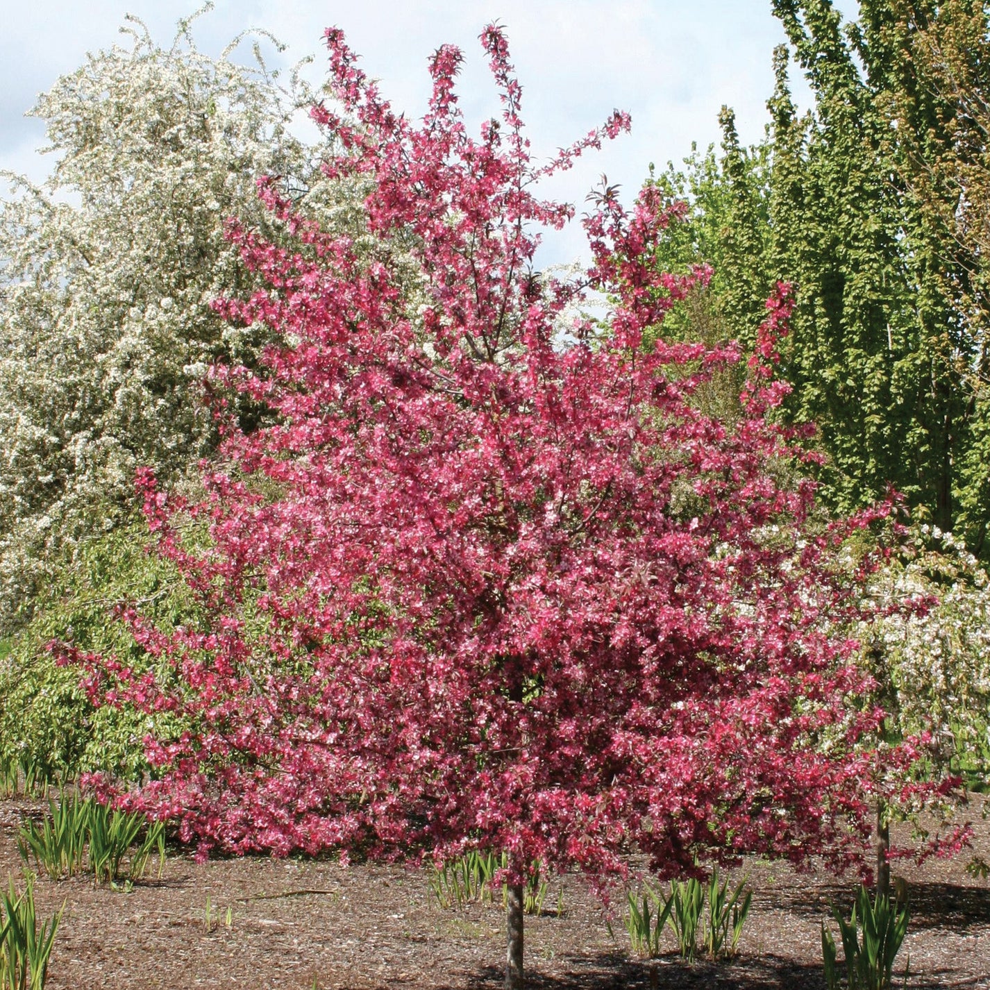 Feuillage Pourpre Unique | Pommetier Royal Raindrops® | Malus 'JFS-KW5 ...
