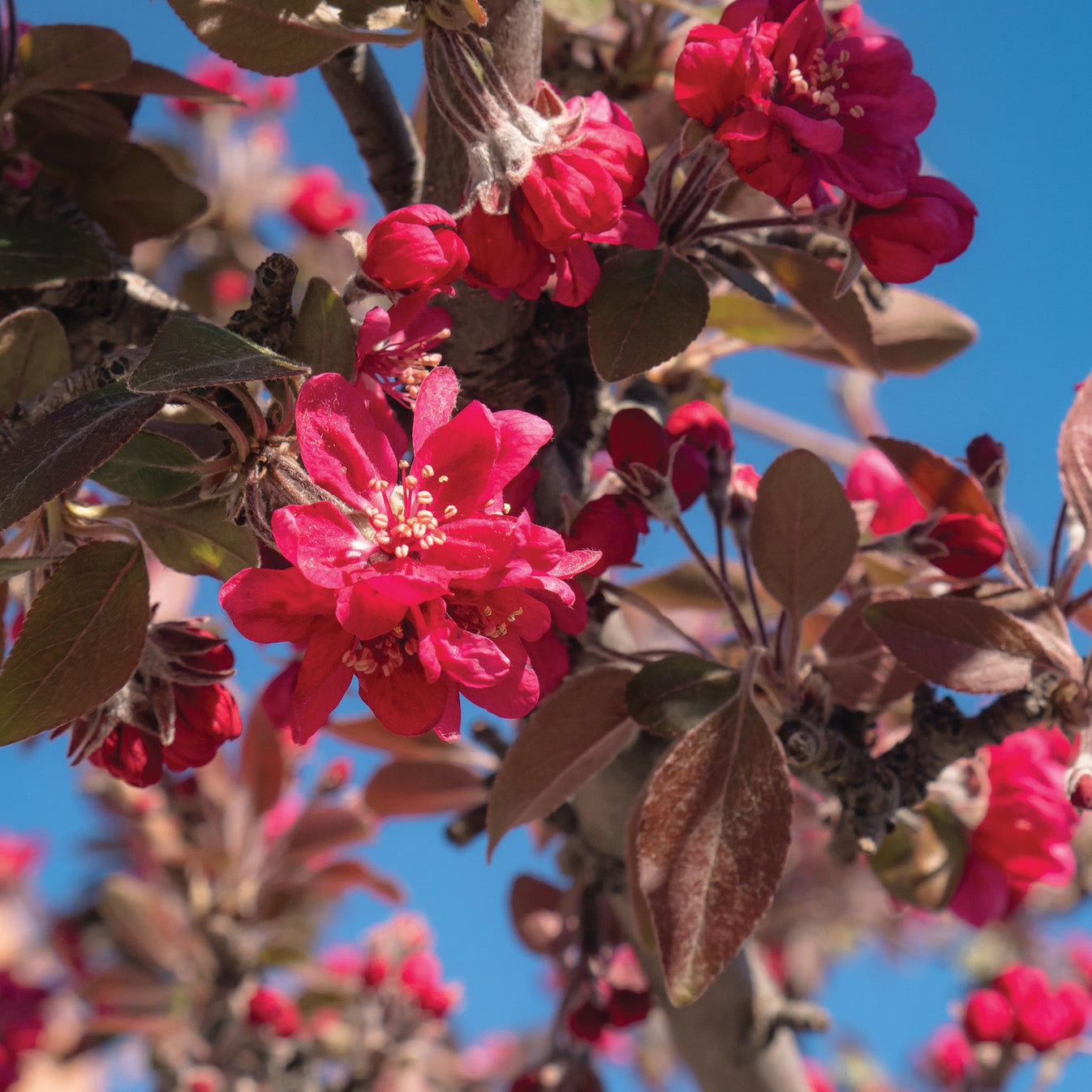 Feuillage Pourpre Unique | Pommetier Royal Raindrops® | Malus 'JFS-KW5 ...