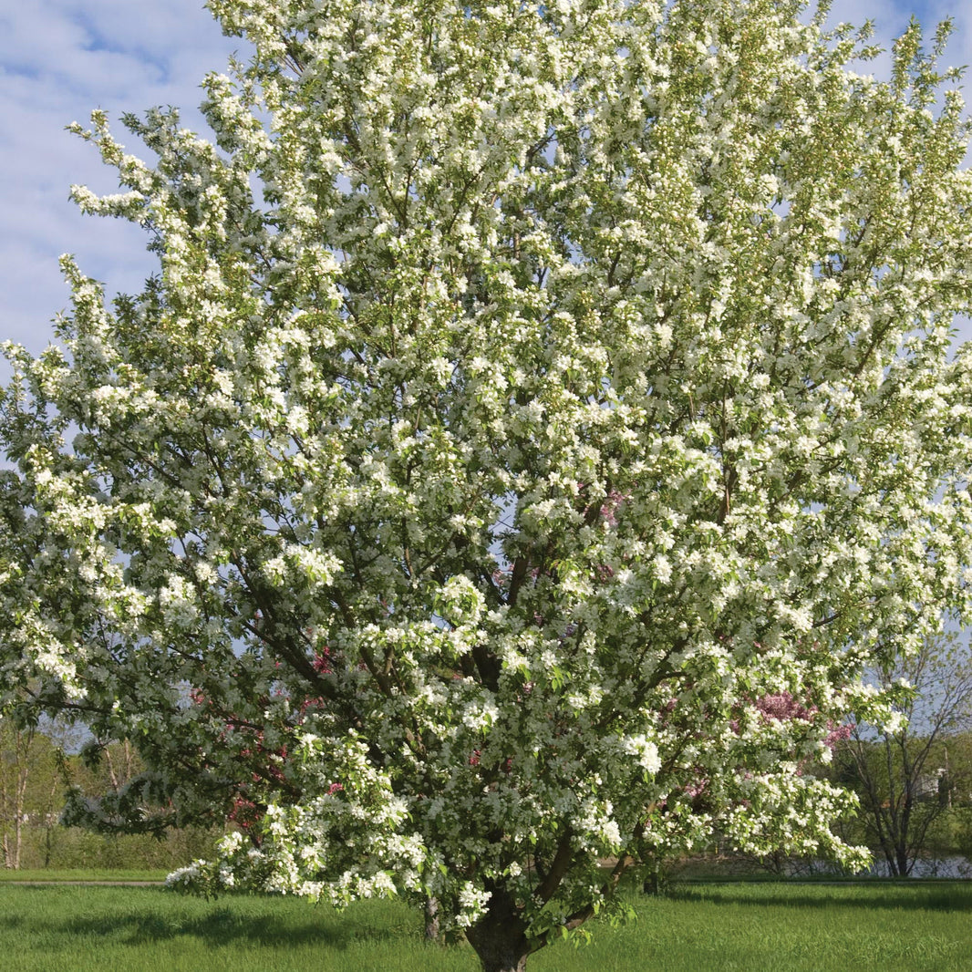 Arbres pour le Québec | Créez de l'ombre et de l'intimité – Jardineries ...