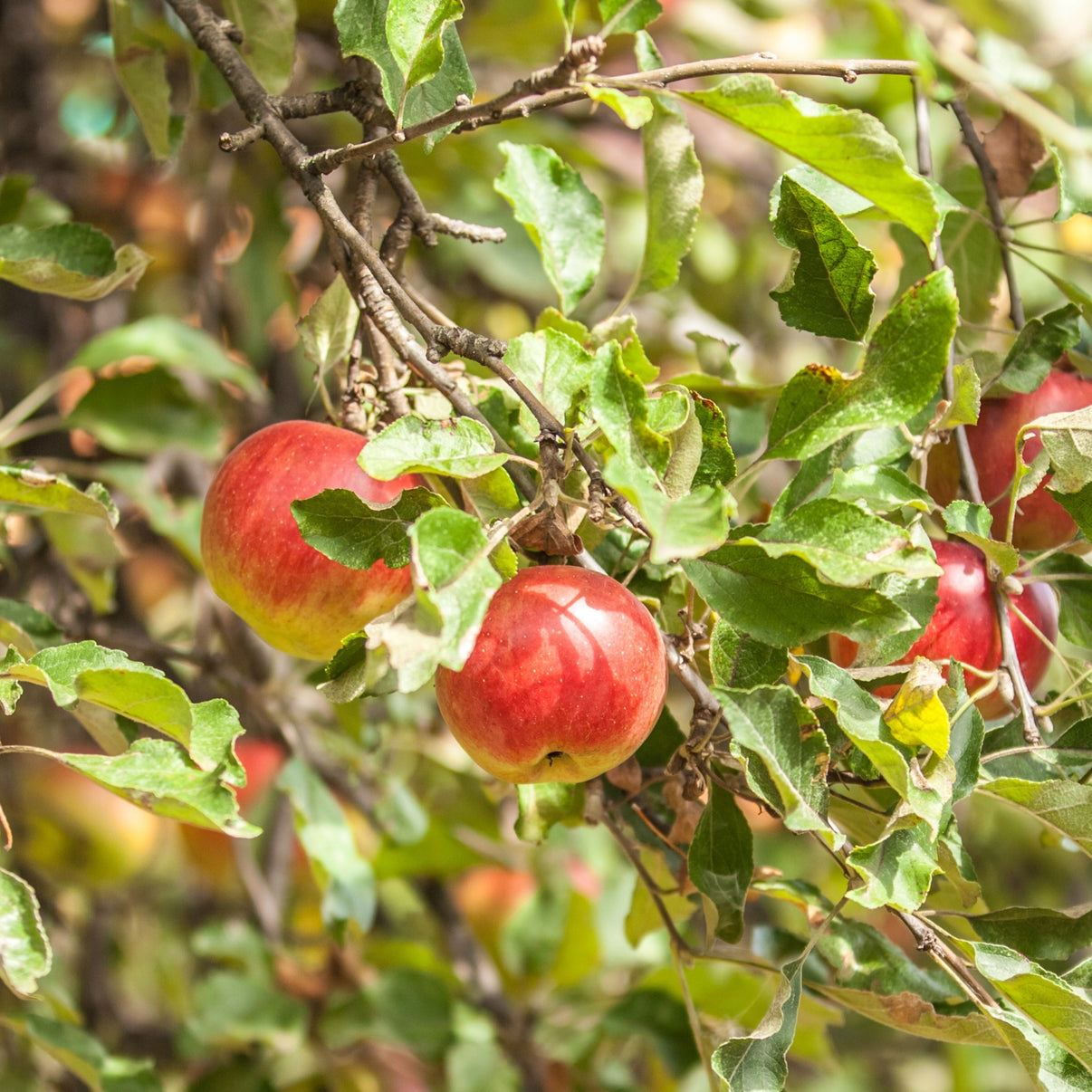 Le pommier 'Cortland' : idéal pour les salades | Malus domestica ...