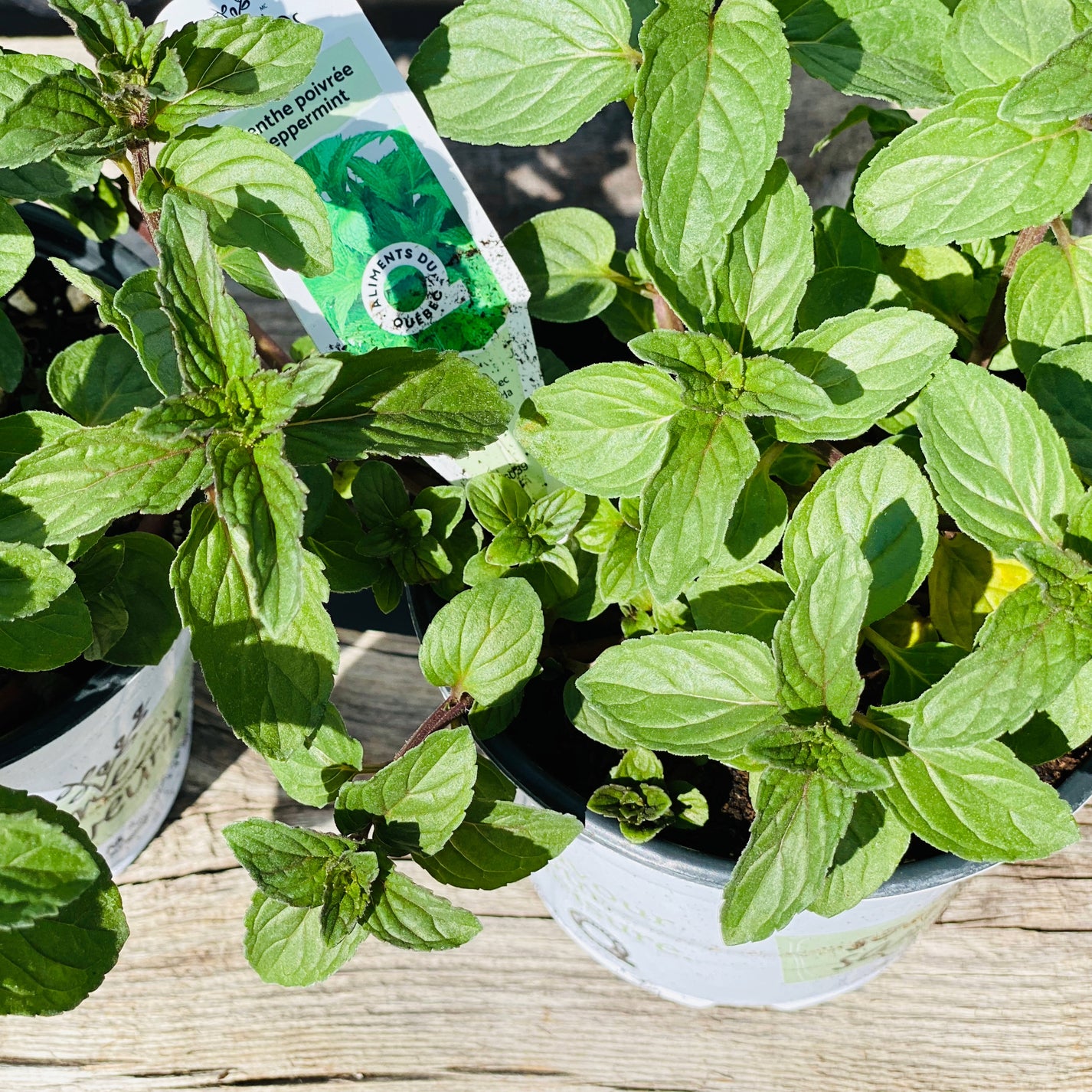 Peppermint (Mentha x piperita): Your Aromatic and Refreshing Shield ...