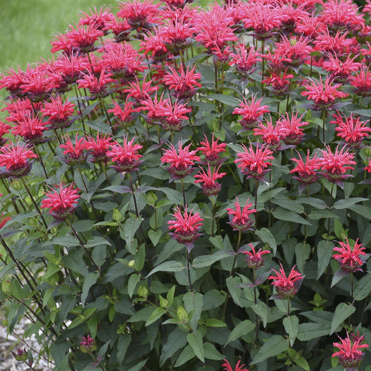 UPSCALE® Red Velvet Bee Balm – Jardineries Botanix