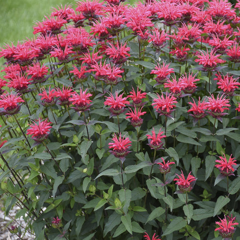 UPSCALE® Red Velvet Bee Balm – Jardineries Botanix