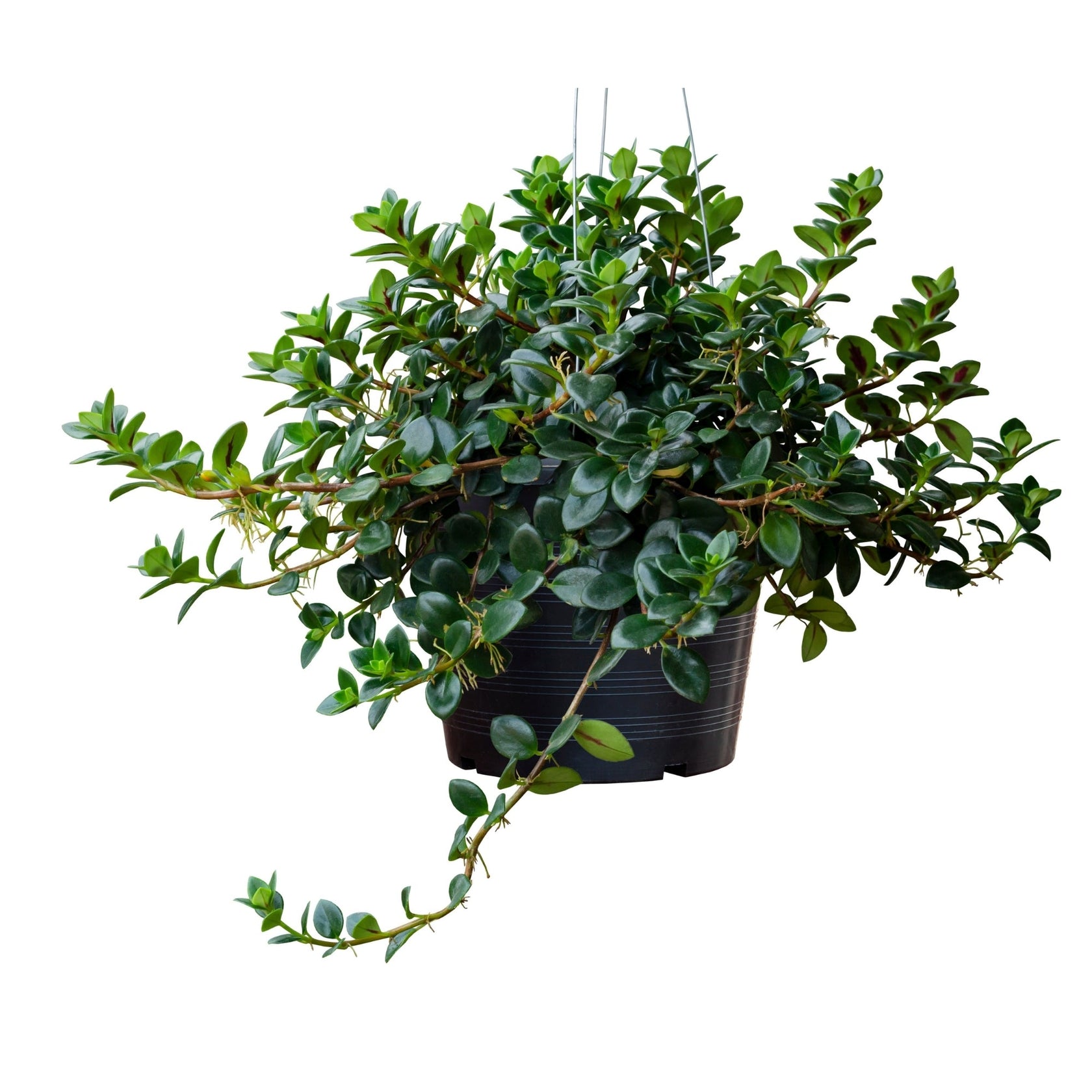 Plante Poisson Rouge – Jardineries Botanix