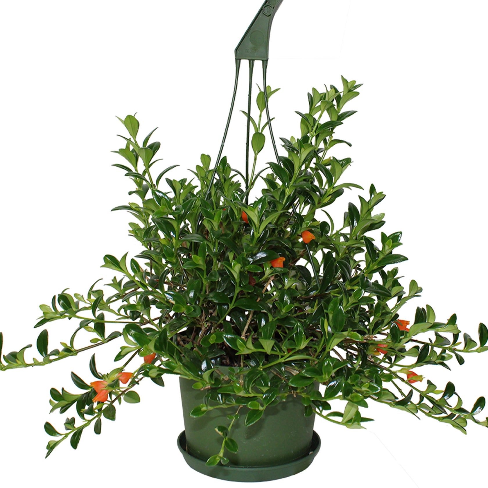 Plante Poisson Rouge – Jardineries Botanix