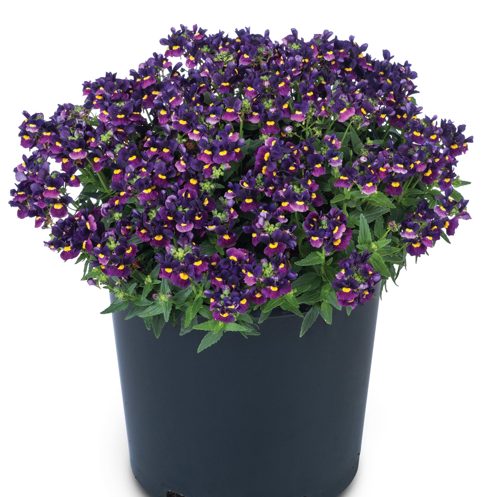Némésia ESCENTIAL® Bumbleberry – Jardineries Botanix