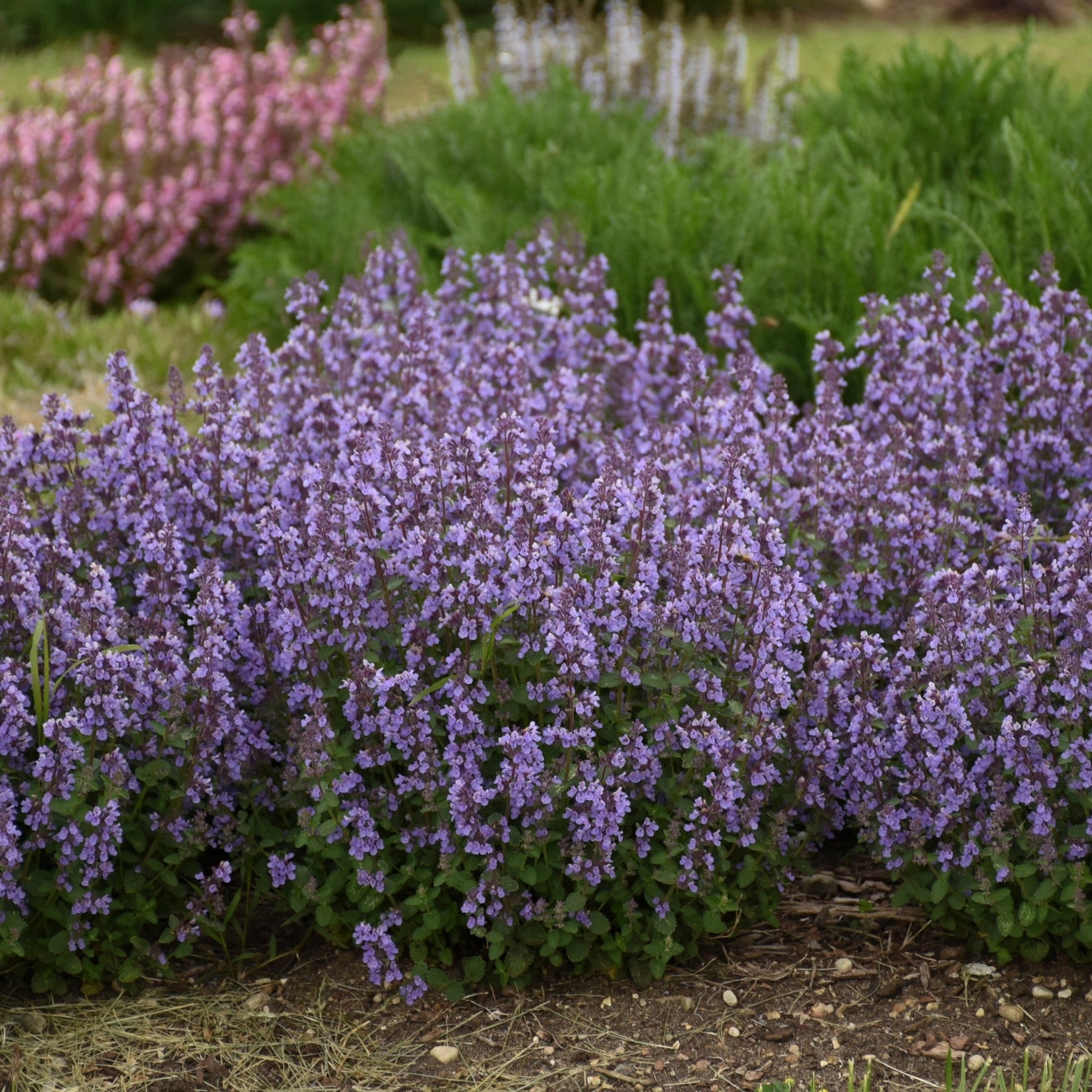 Nepeta 'Cat's Pajamas' - Menthe des chats | fleurs bleu tout l'été ...