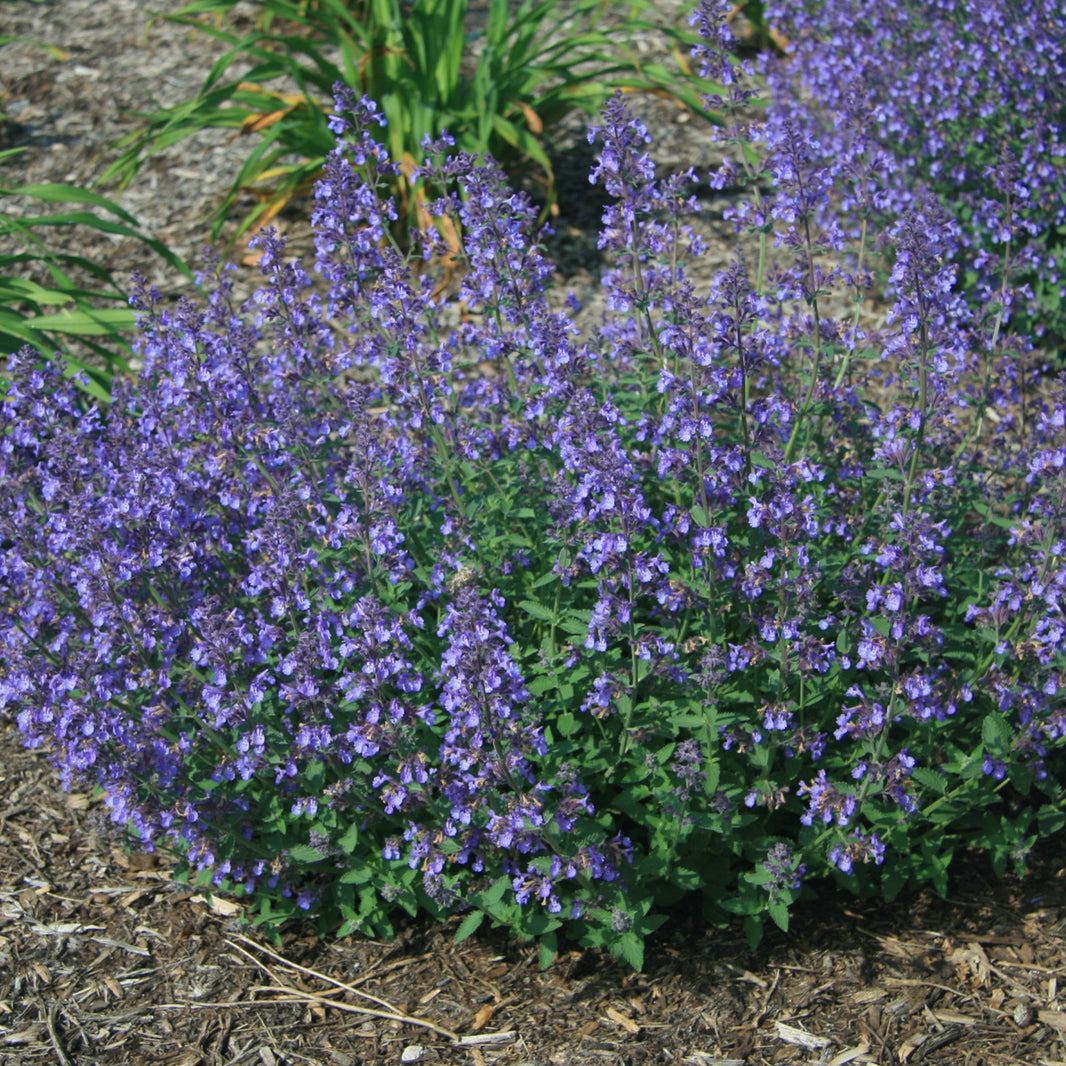 Botanix Garden Centres – Jardineries Botanix