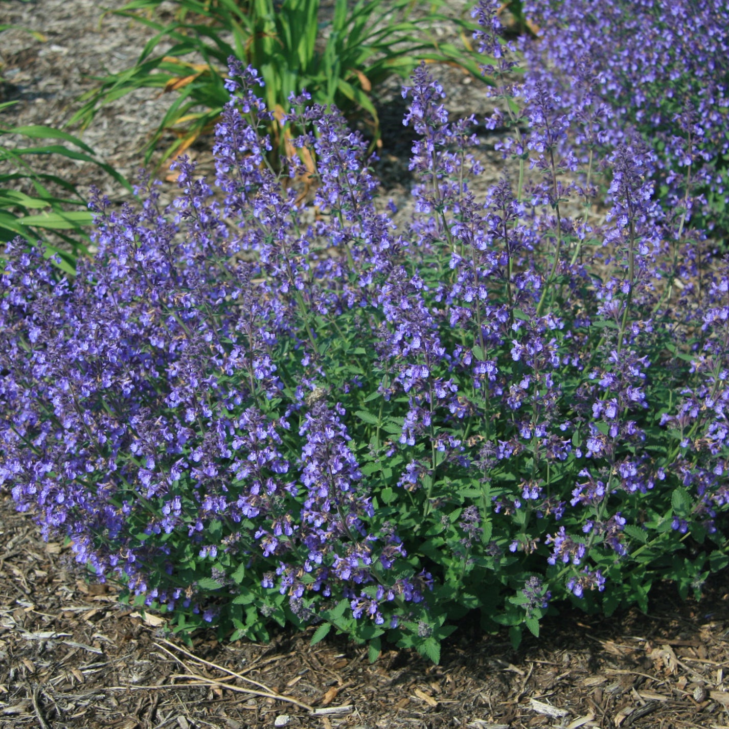 Junior Walker™ Catmint – Jardineries Botanix
