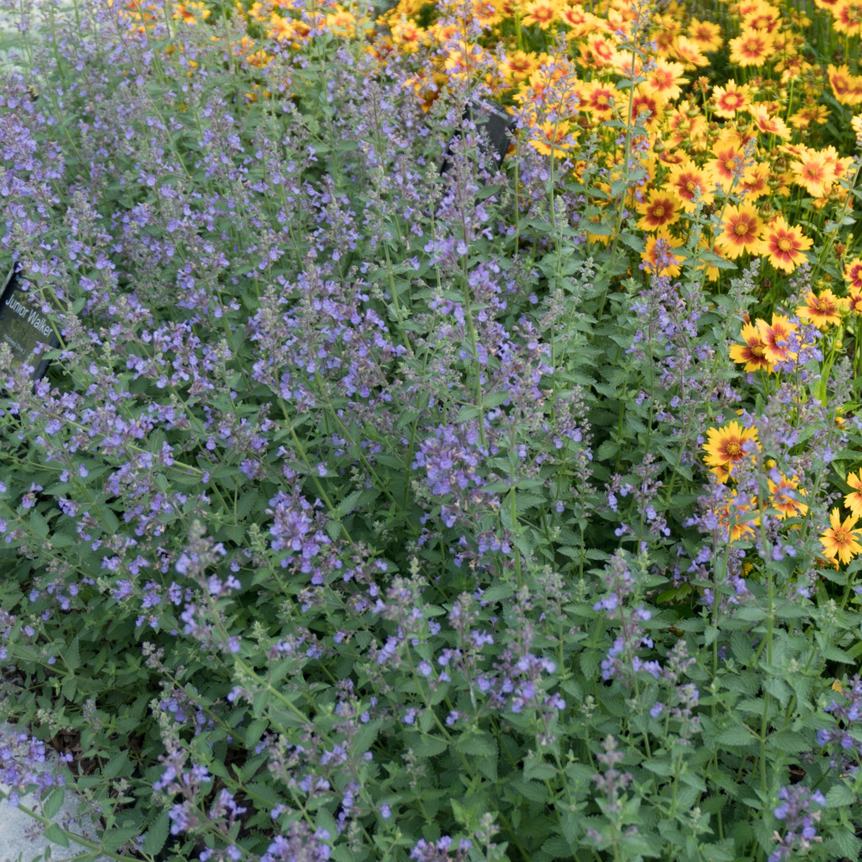 Menthe des chats Junior Walker™ – Jardineries Botanix