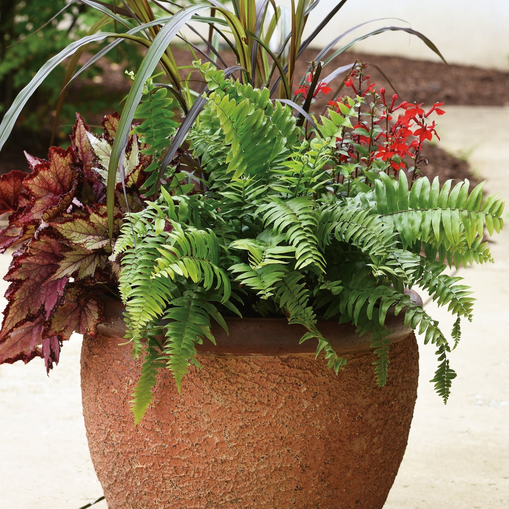 Macho' Fern - Giant Sword Fern – Jardineries Botanix