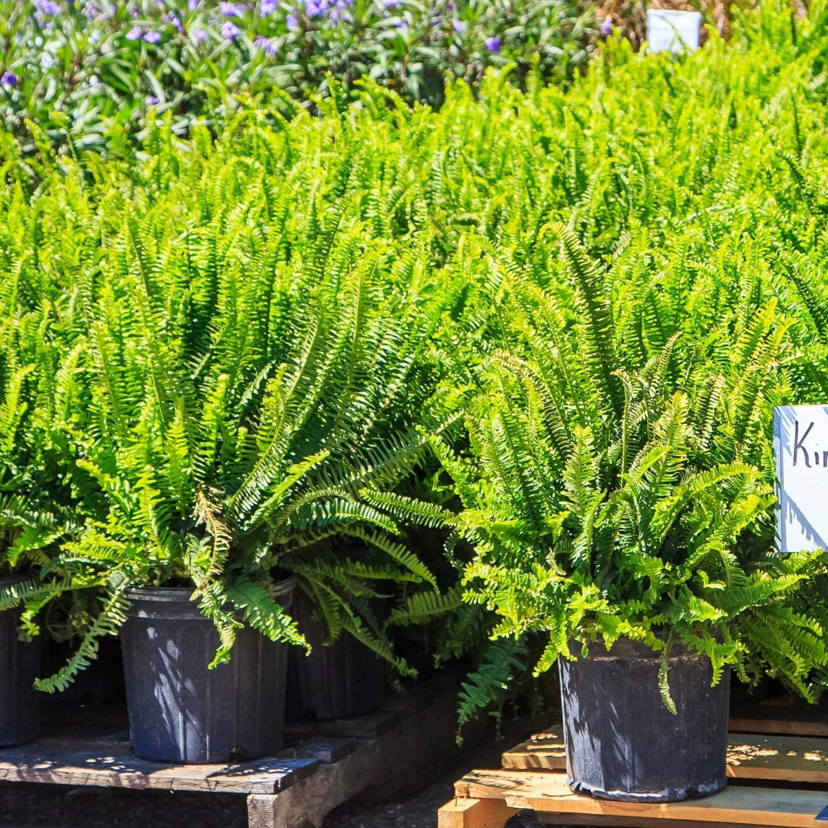 Kimberly Queen Fern – Jardineries Botanix