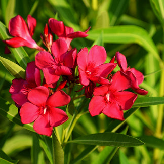 Floraison éclatante et port sur tige | Laurier-rose | Nerium oleander ...