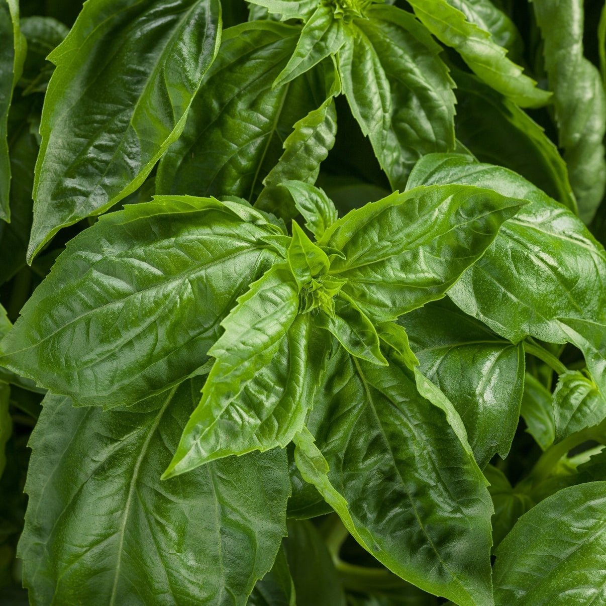 Basilic AMAZEL BASIL® – Jardineries Botanix